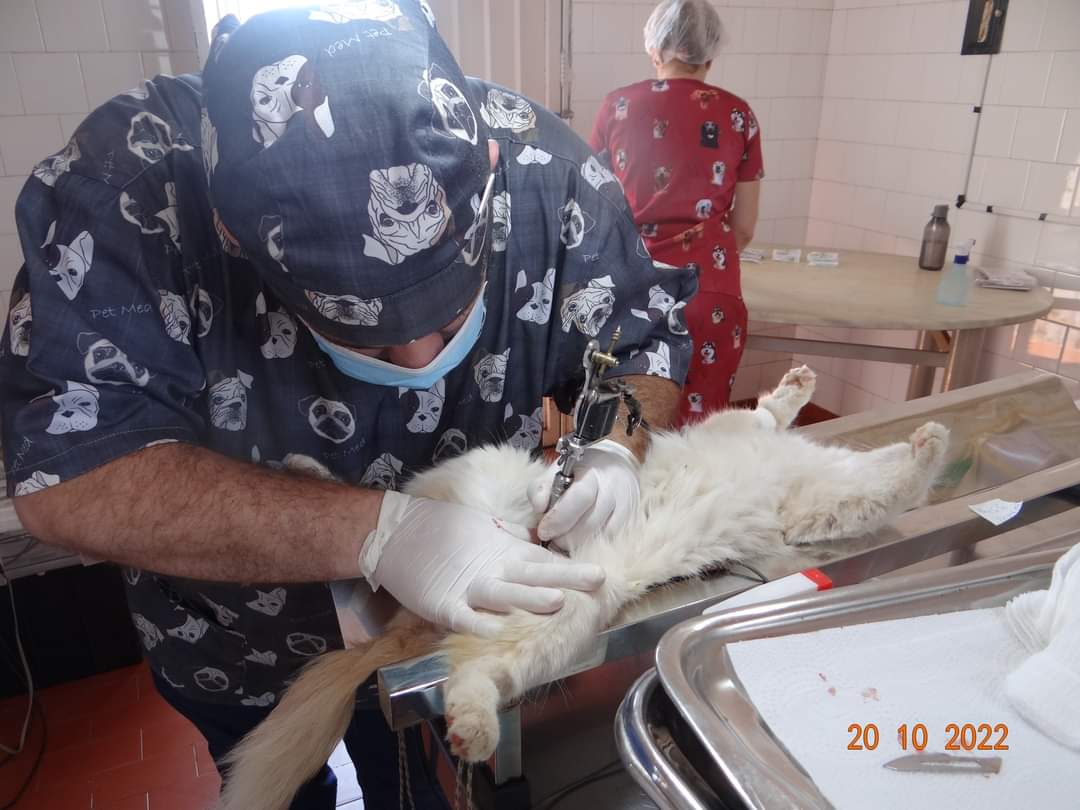 SECRETARIA MUNICIPAL DE SAÚDE DESENVOLVE PROJETO DE CASTRAÇÃO ANIMAL ...