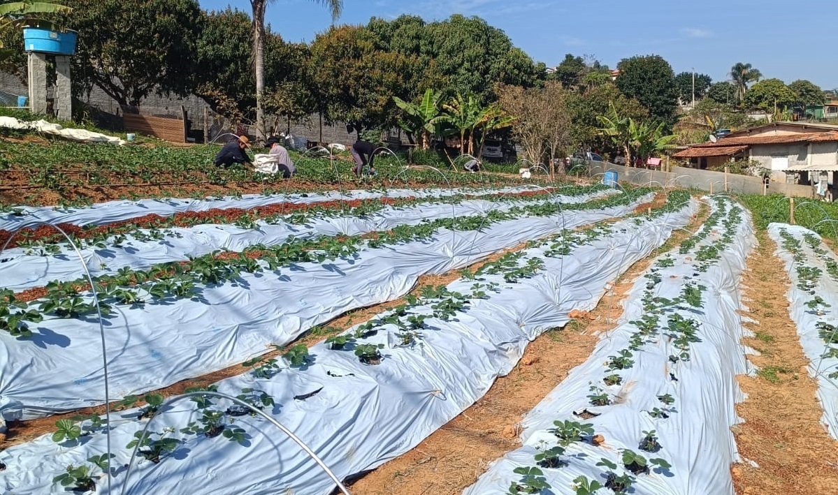 Prefeitura de Guararema incentiva a fruticultura com o Programa Morango Orgânico - Prefeitura de ...