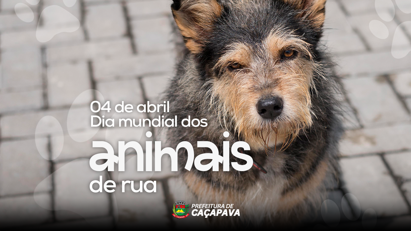 Dia Mundial dos Animais de Rua: Conheça a campanha Banco de Ração ...