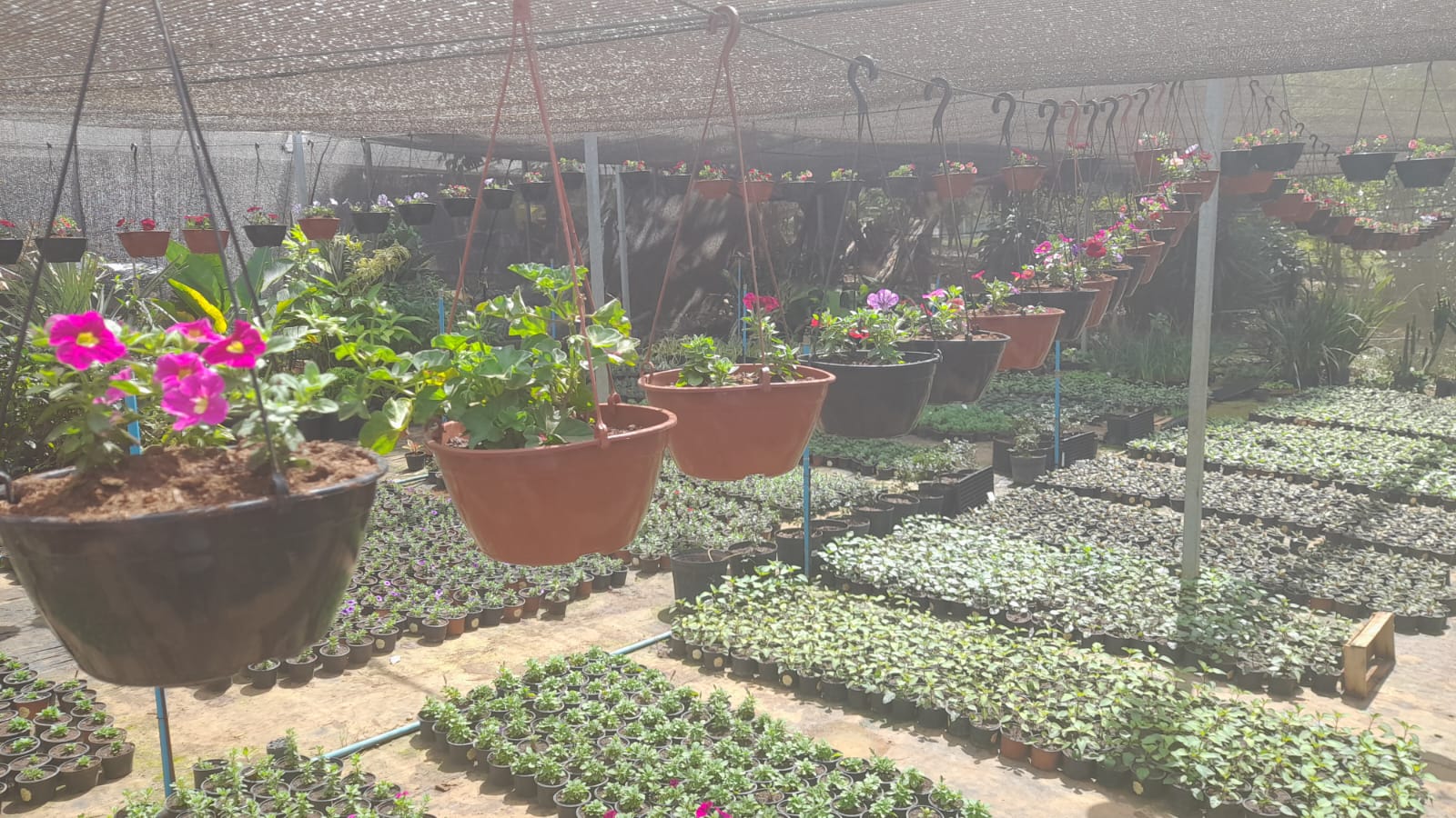 Mais de 20 mil mudas são produzidas no Viveiro Municipal - Prefeitura ...